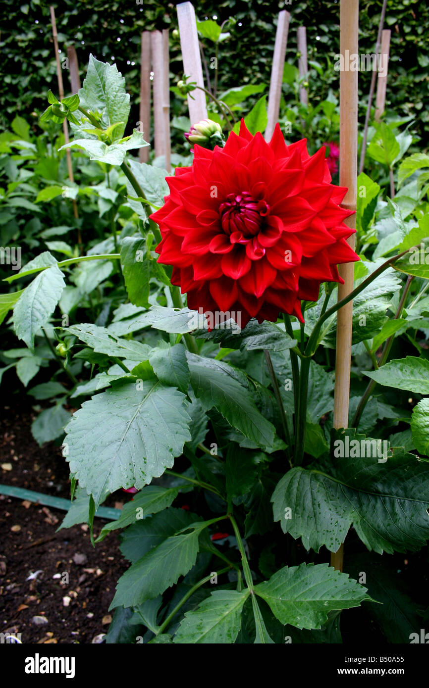 DAHLIA RED DIAMOND. MEDIUM DECORATIVE DAHLIA Stock Photo - Alamy