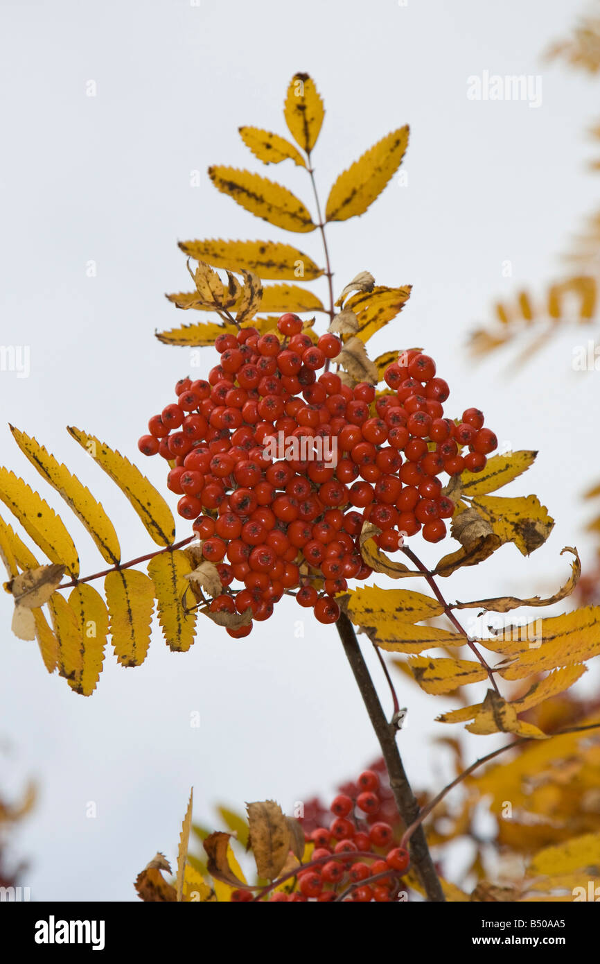 rowan tree berries end of autumn Kvaløya island troms northern arctic ...