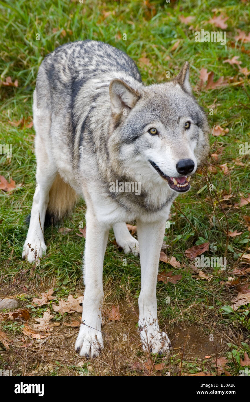 A watching Timber Wolf in Autumn Stock Photo - Alamy