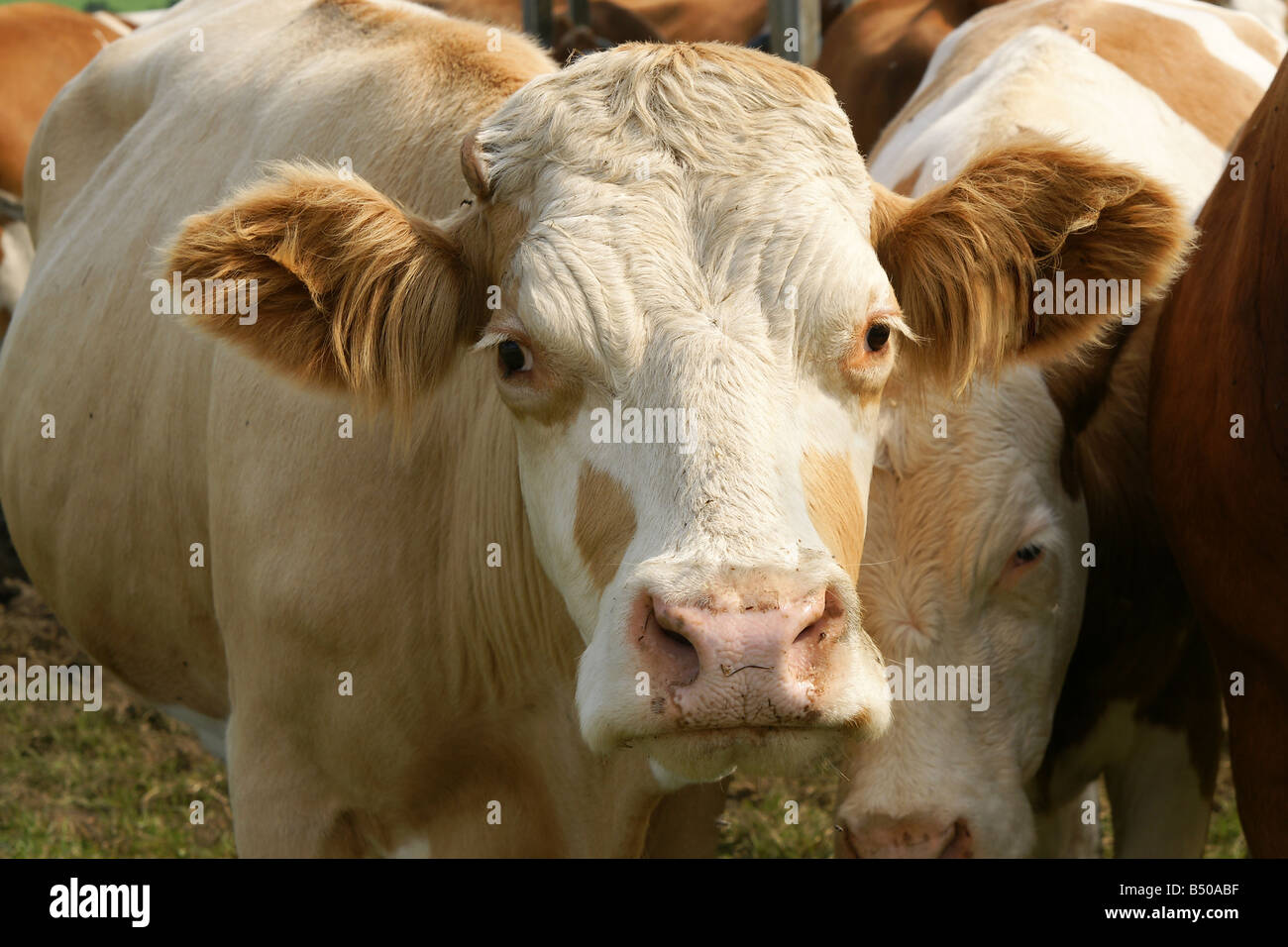 Friendly curious hi-res stock photography and images - Alamy