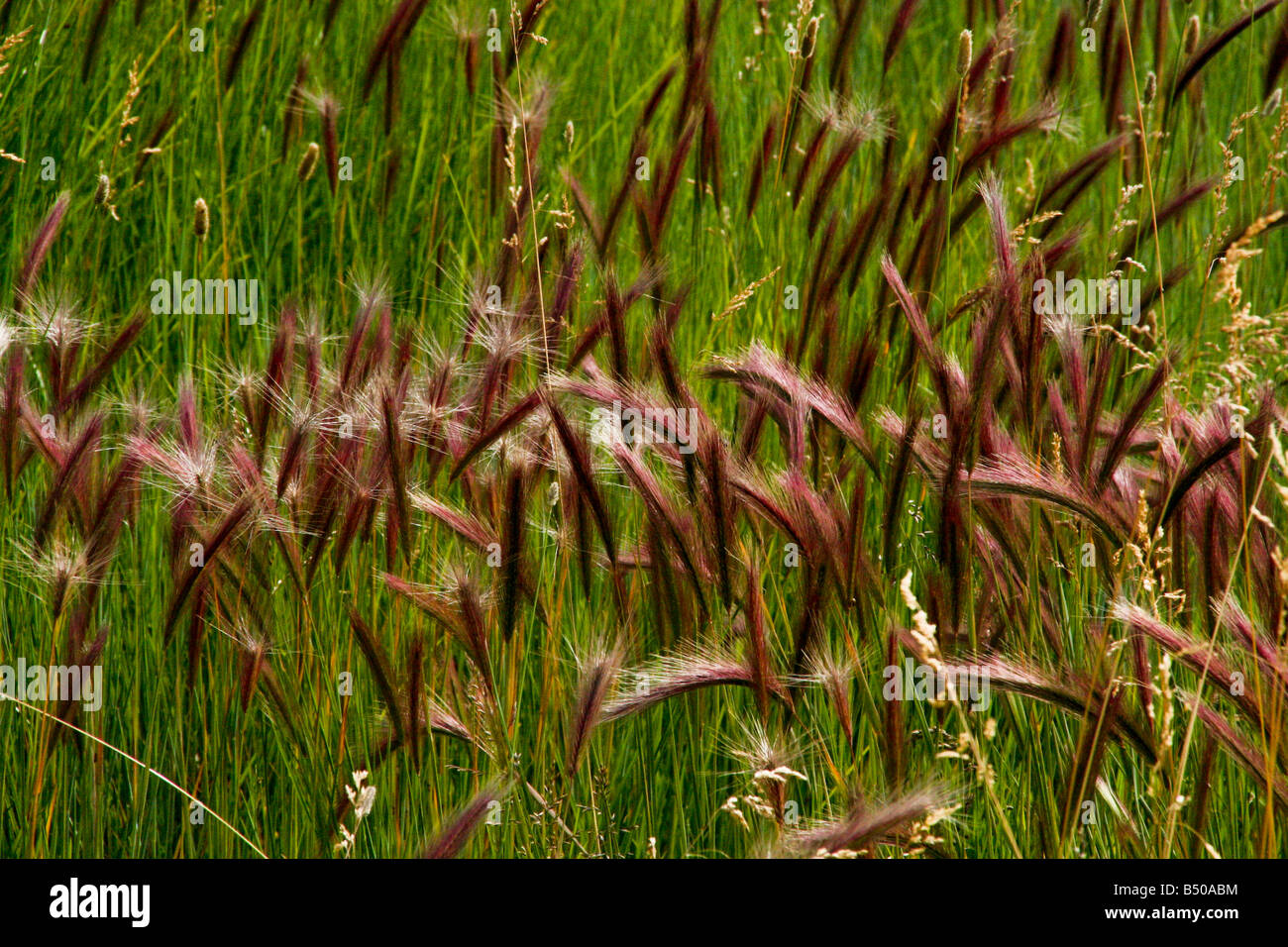 Summer grasses in the wind Stock Photo - Alamy