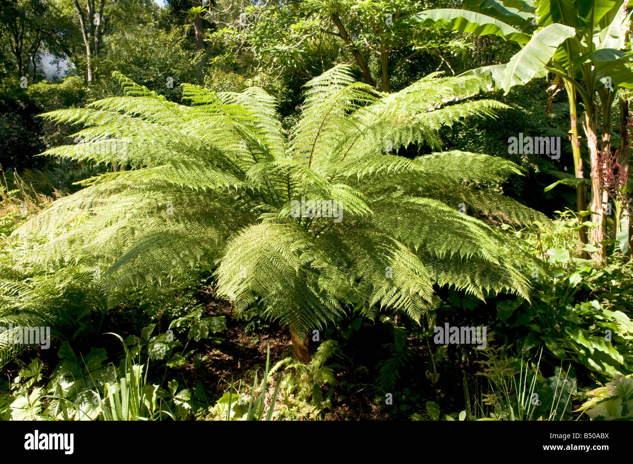 Tree fern in sub tropical garden Stock Photo - Alamy