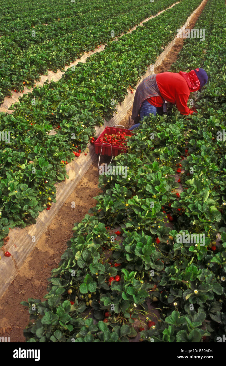 migrant worker picking strawberries Stock Photo - Alamy