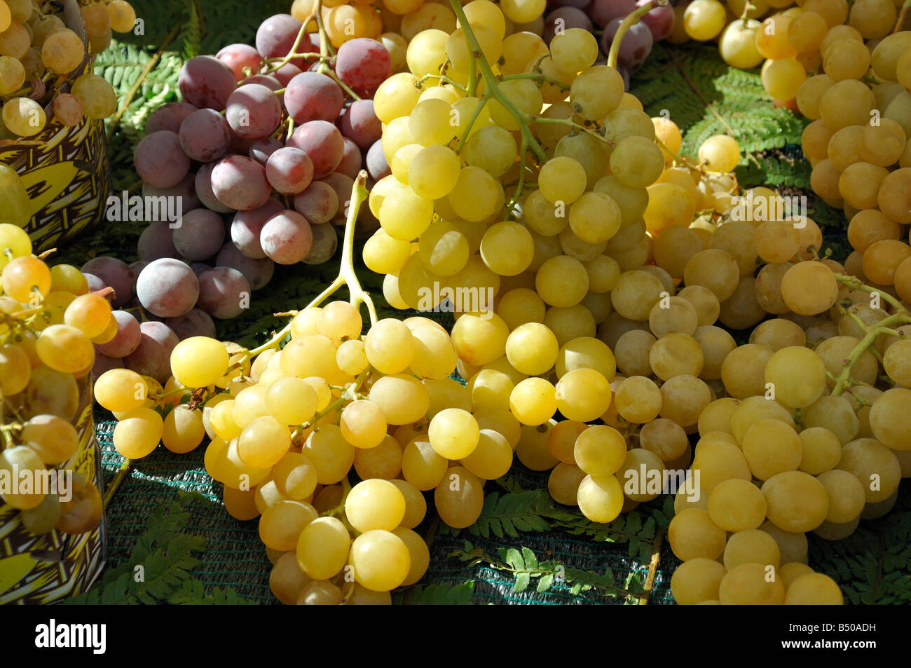 Grapes rome hi-res stock photography and images - Alamy