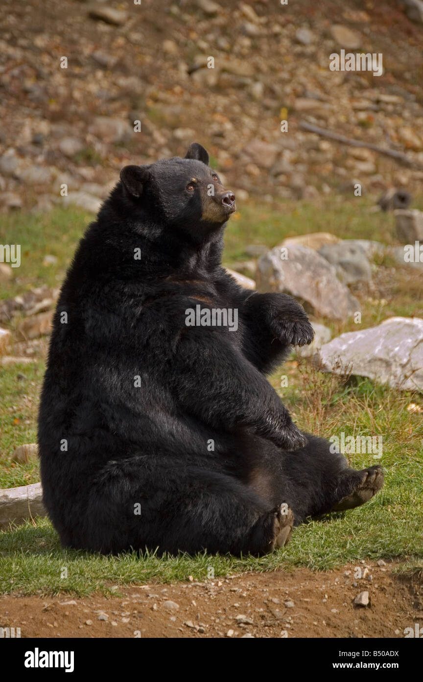 A sitting Black Bear Stock Photo - Alamy