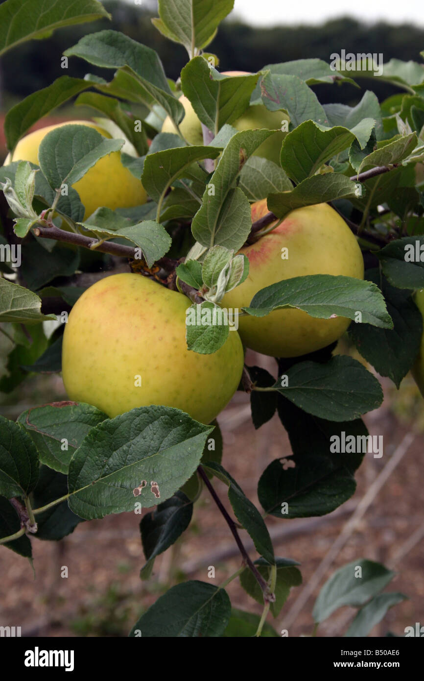 OLD ENGLISH APPLE GORDON HARVEY. (CIRCA 1629 Stock Photo - Alamy