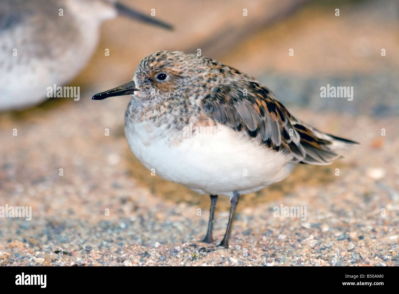Sanderling Calidris alba Stock Photo - Alamy