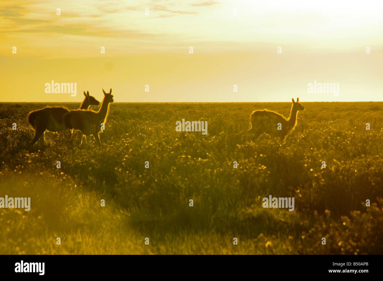 Guanacos in the grass against the sunrise Stock Photo - Alamy