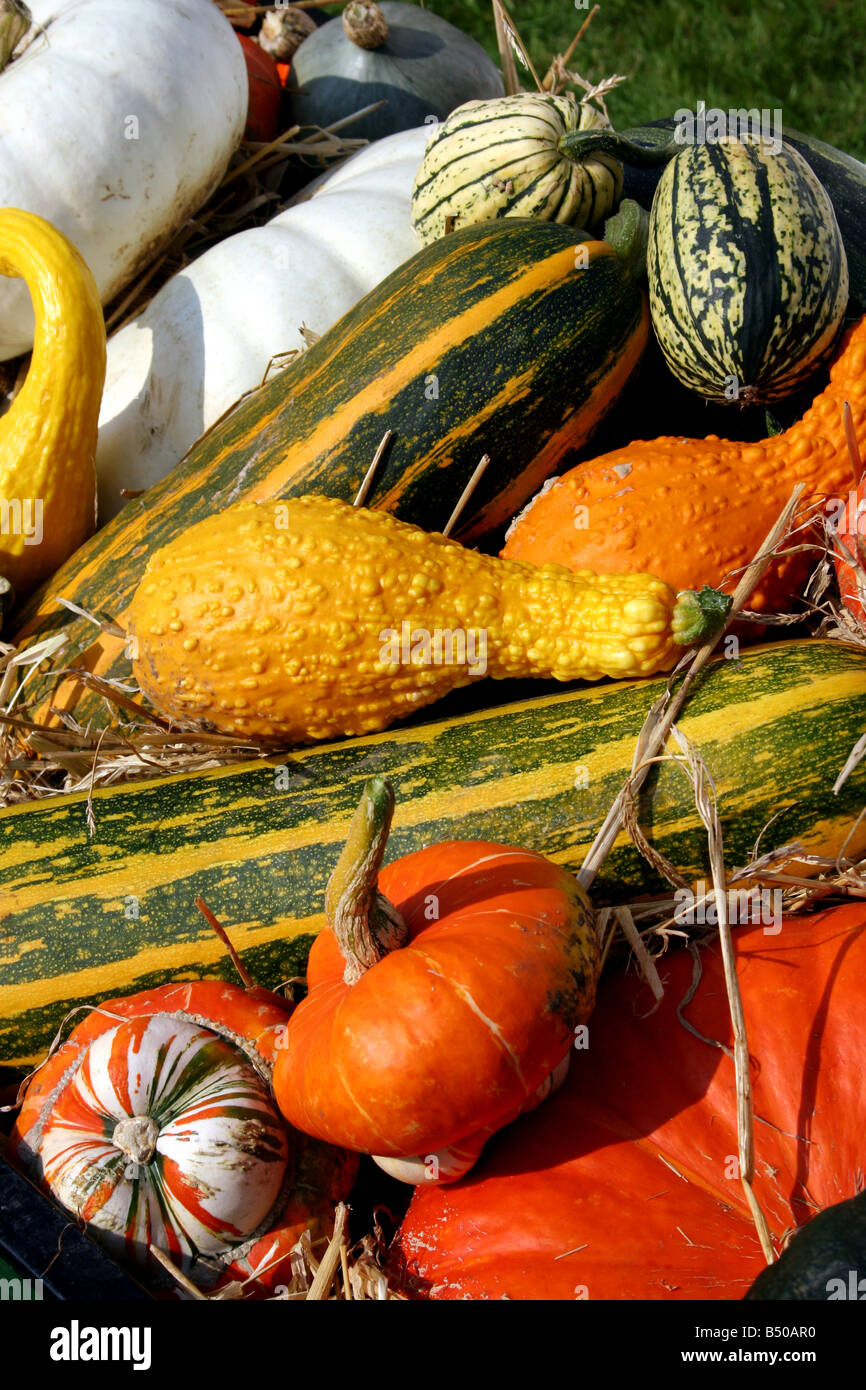 ASSORTED AUTUMN VEGETABLE SQUASH Stock Photo - Alamy