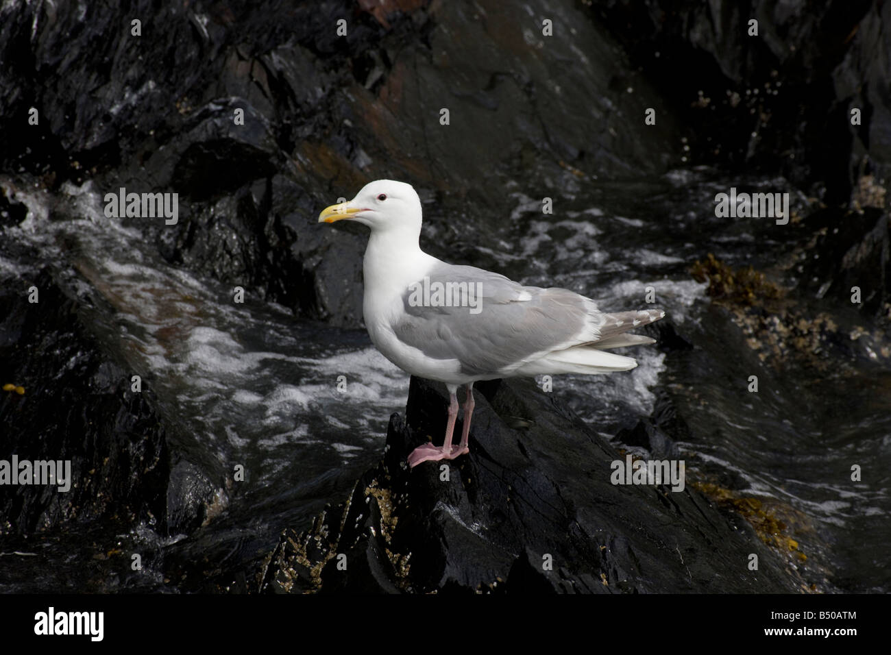Alaska birds hi-res stock photography and images - Alamy