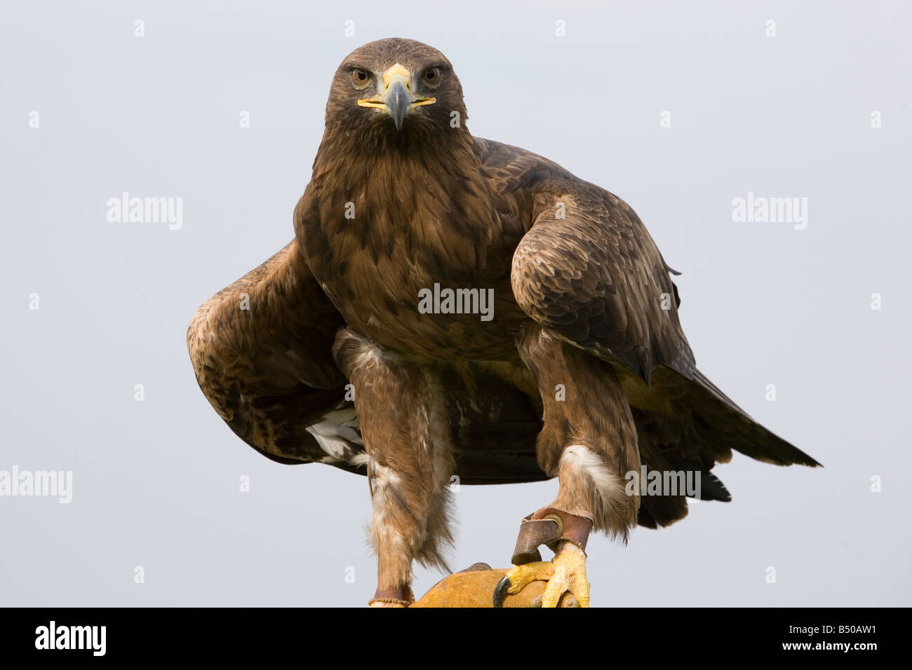 a golden eagle perches on a falconers hand Stock Photo - Alamy