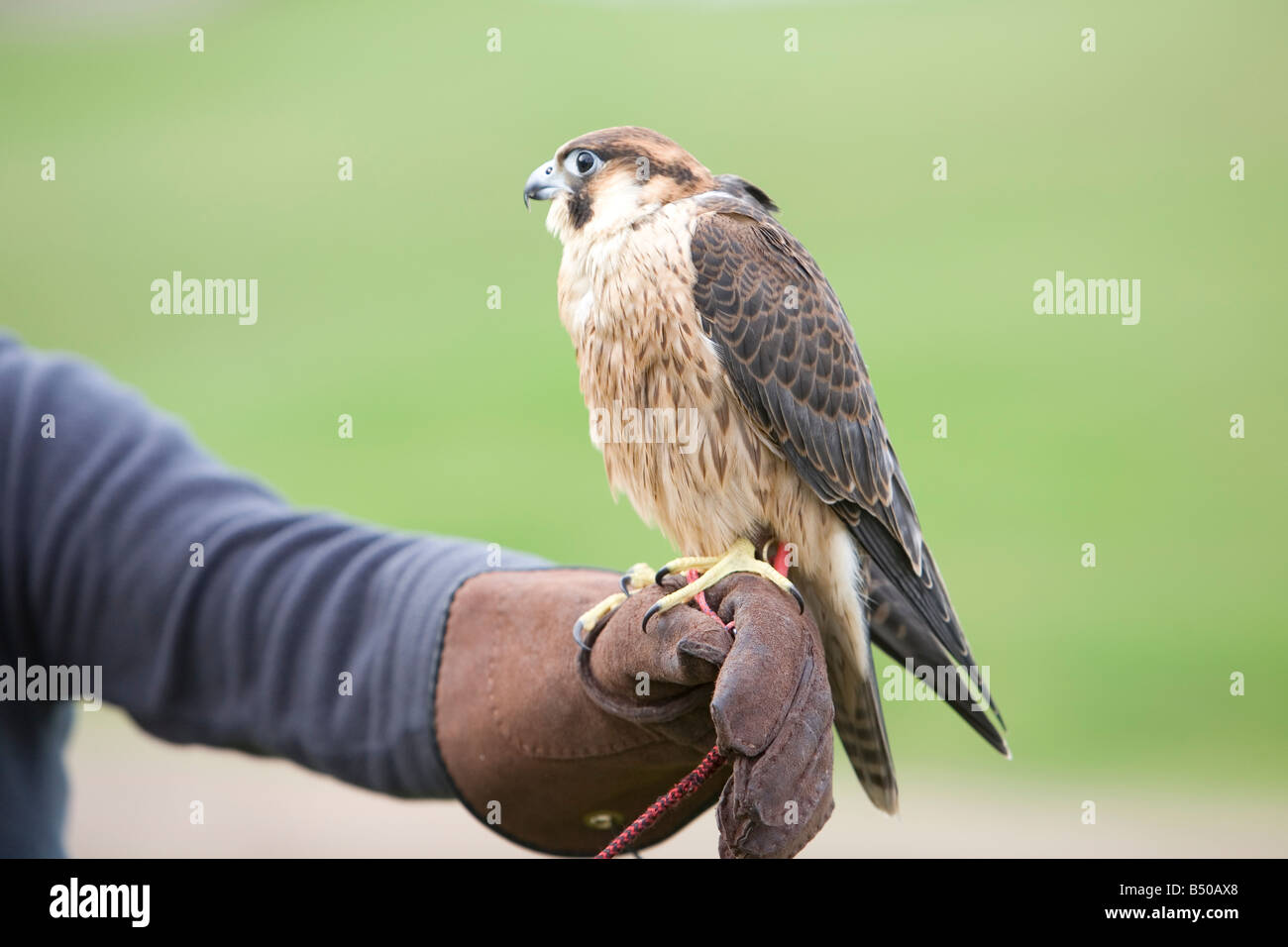 Hawk stands hi-res stock photography and images - Alamy