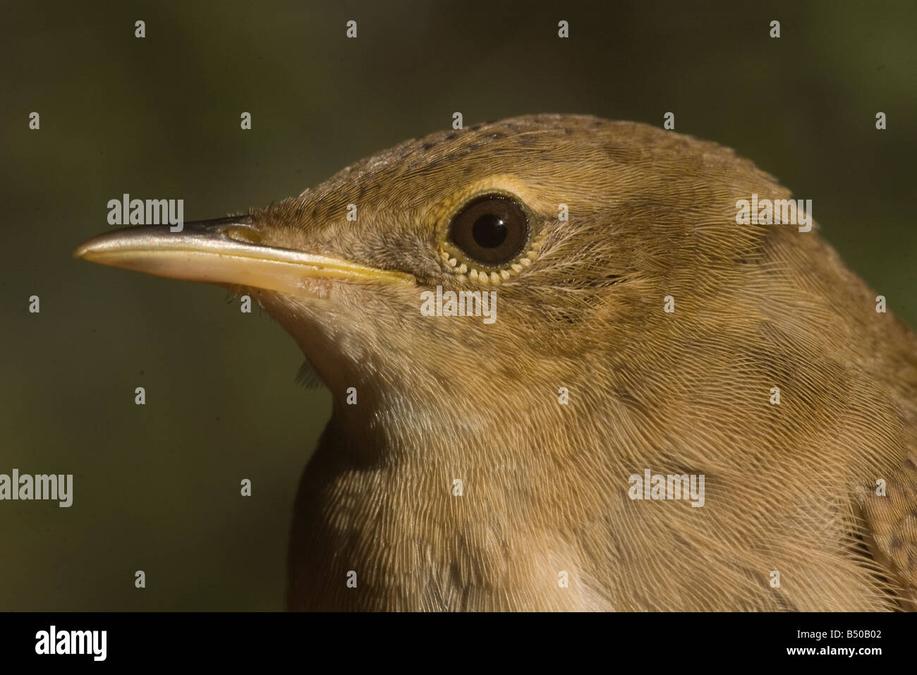 Locustella naevia Grasshopper Warbler bird bush Stock Photo - Alamy