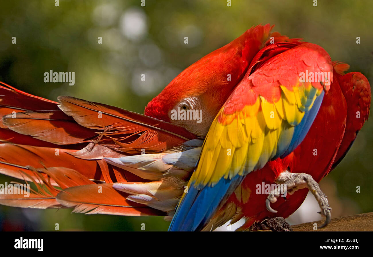 Scarlet macaw preening its feathers Stock Photo - Alamy