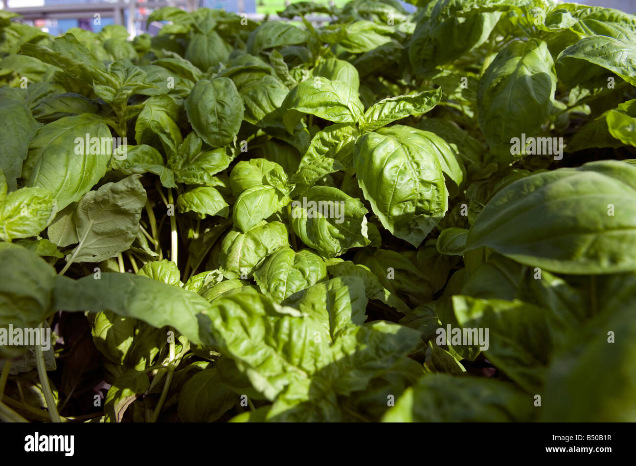 Hydroponic farming of basil is seen on the Science Barge a sustainable ...