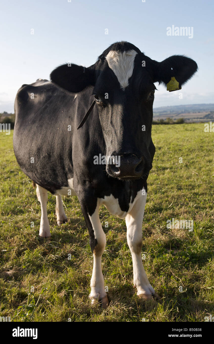 Cattle england hi-res stock photography and images - Alamy