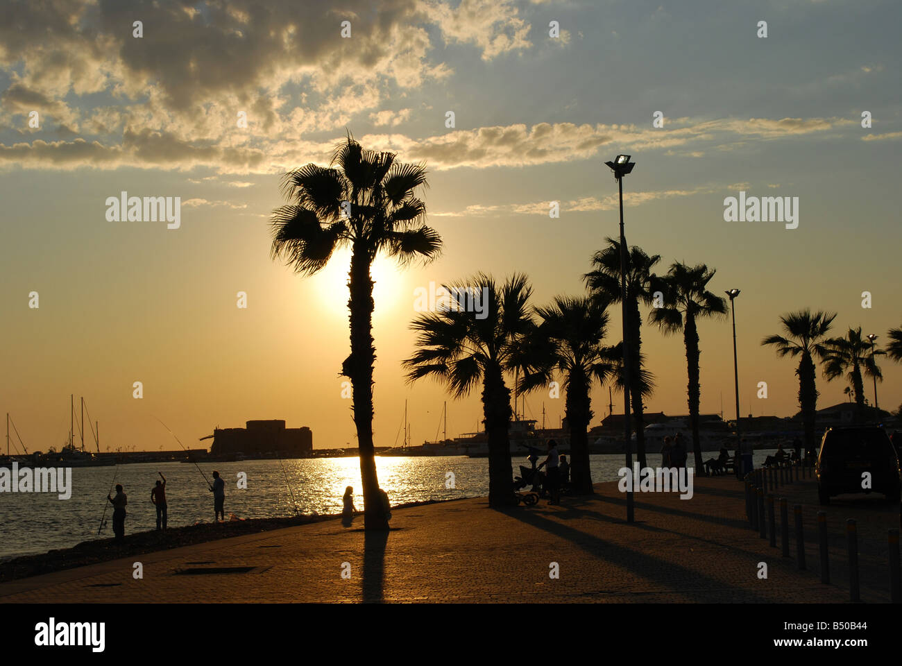 Palm tree is in cyprus hi-res stock photography and images - Alamy