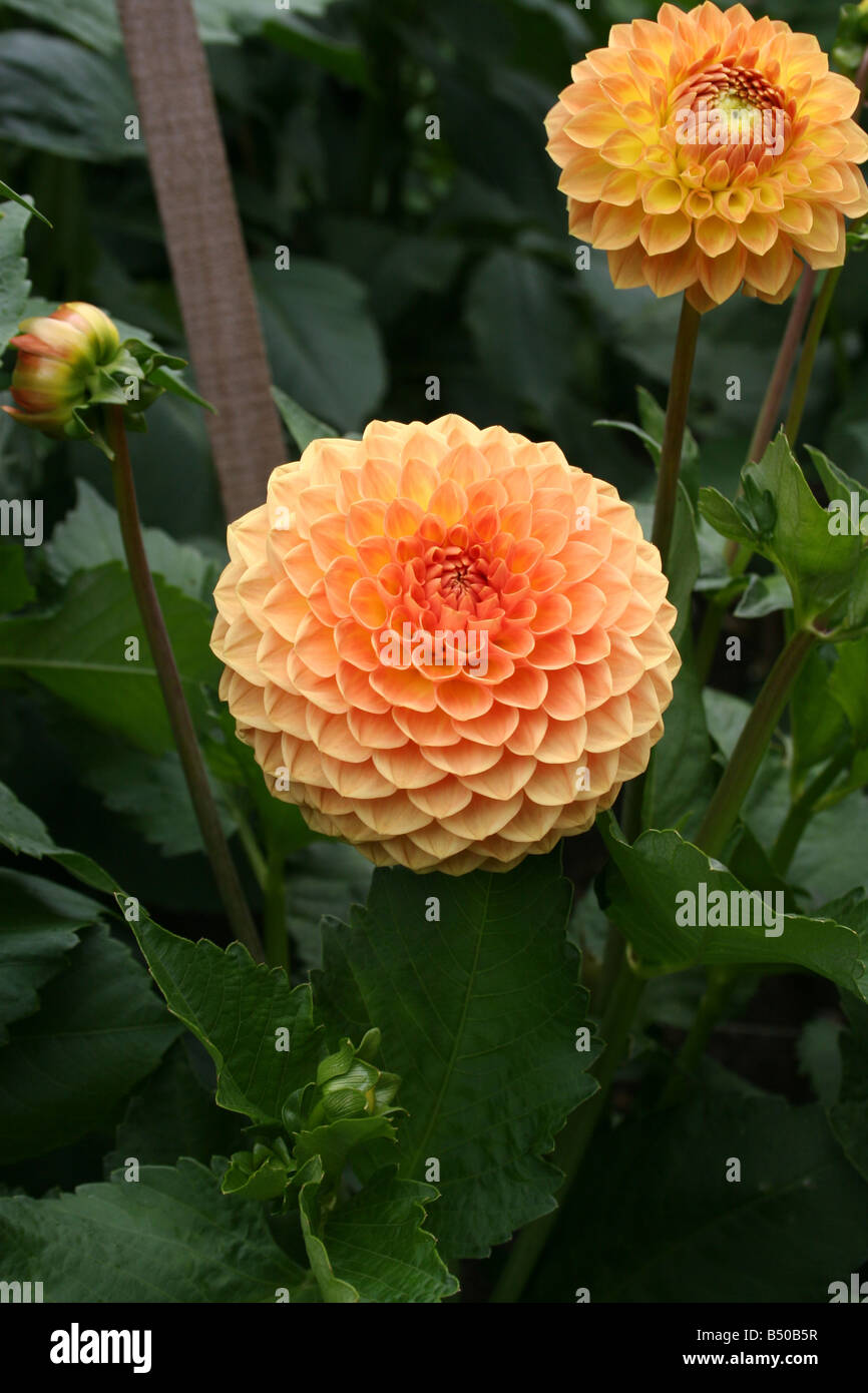 Gleam hi-res stock photography and images - Alamy