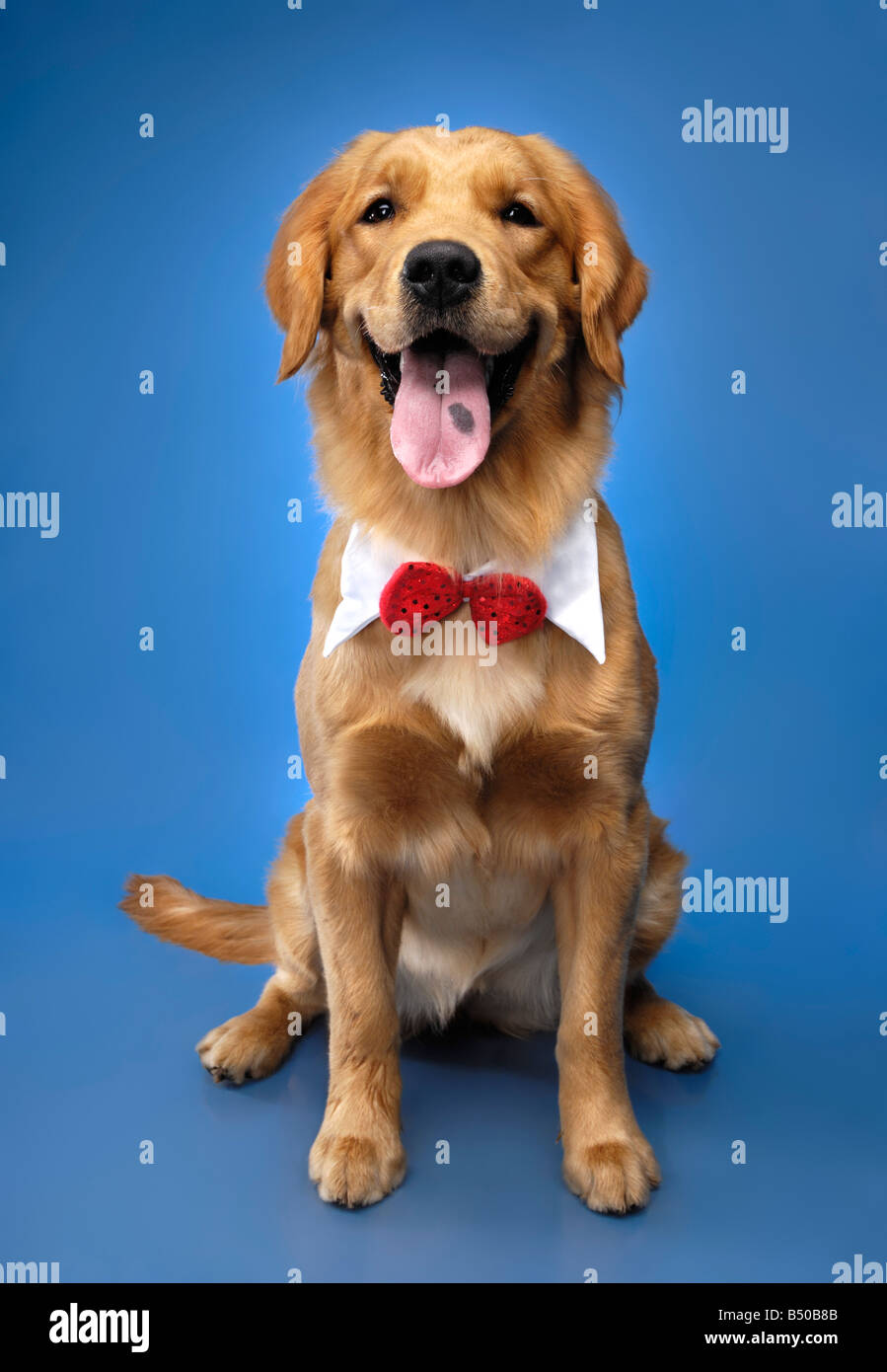 Canadian Golden Retriever High Resolution Stock Photography and Images ...