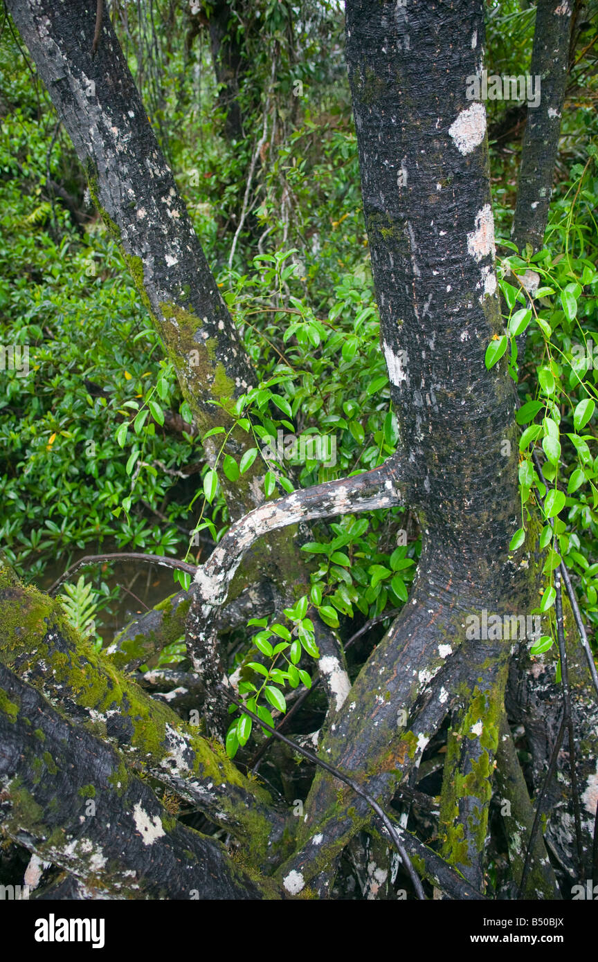 Mangrove trees in Similajau National Park nr Bintulu Sarawak Malaysia ...