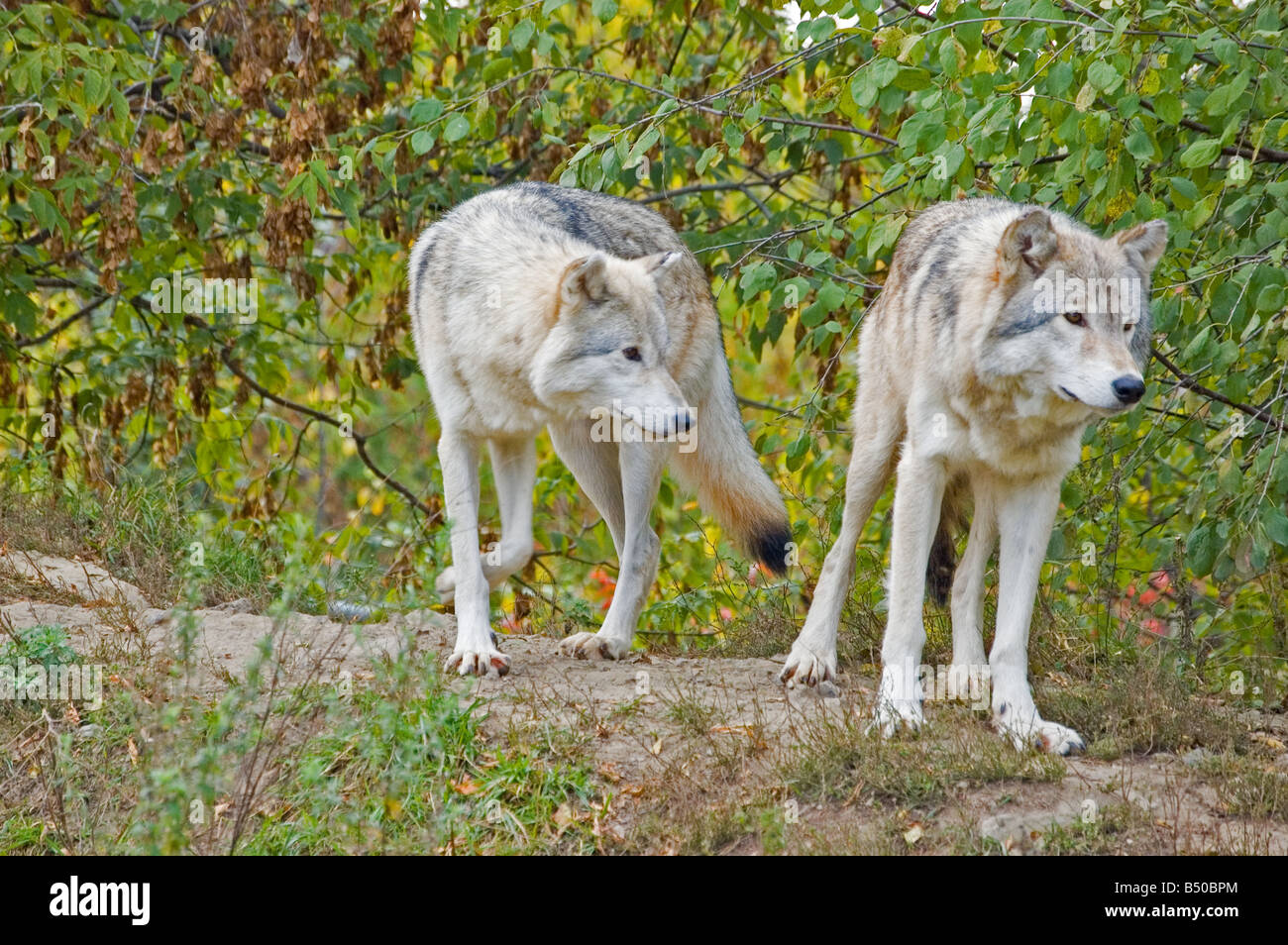 A pair of Timber Wolves Stock Photo - Alamy