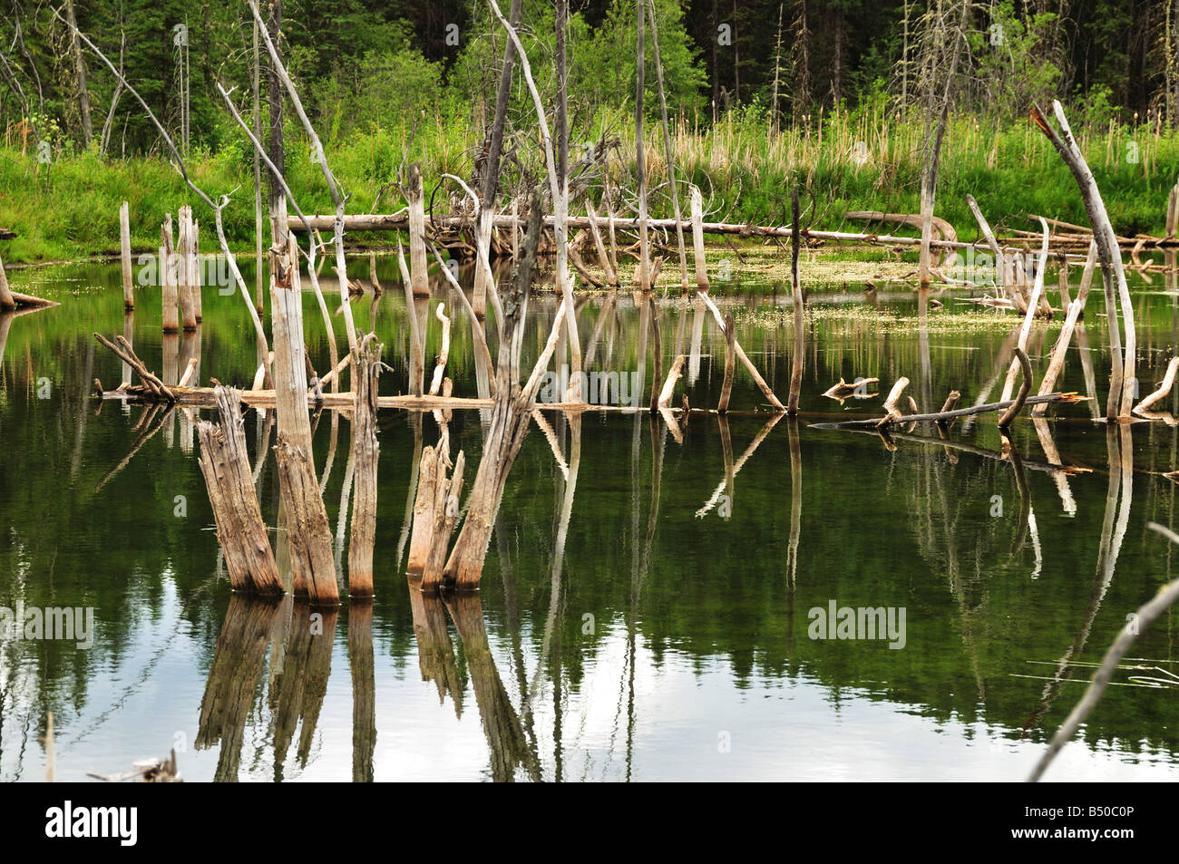 Swamp marsh mire fen bog hi-res stock photography and images - Alamy