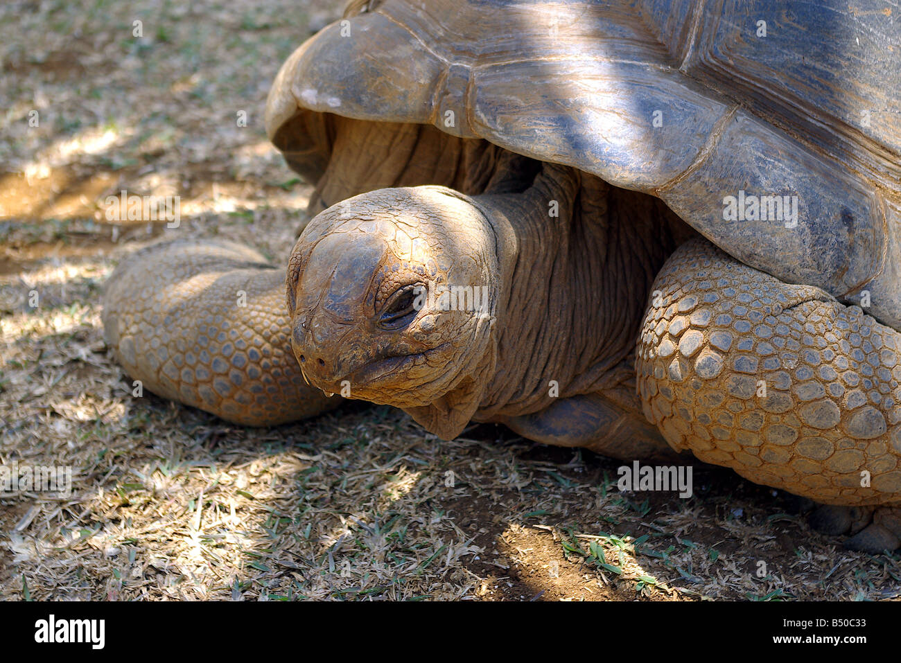 Tortoise claws hi-res stock photography and images - Alamy