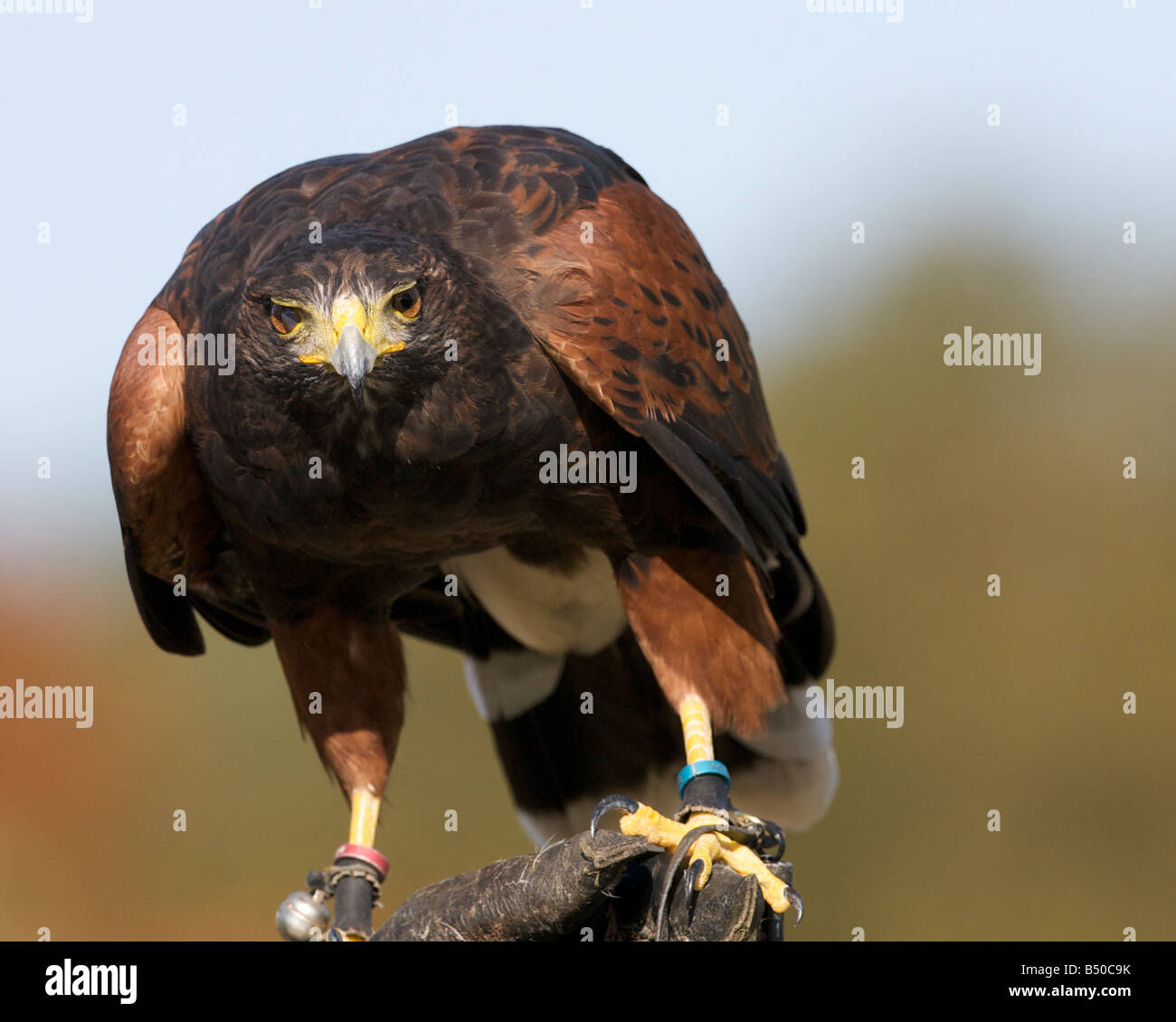 Harris hawk display hi-res stock photography and images - Alamy