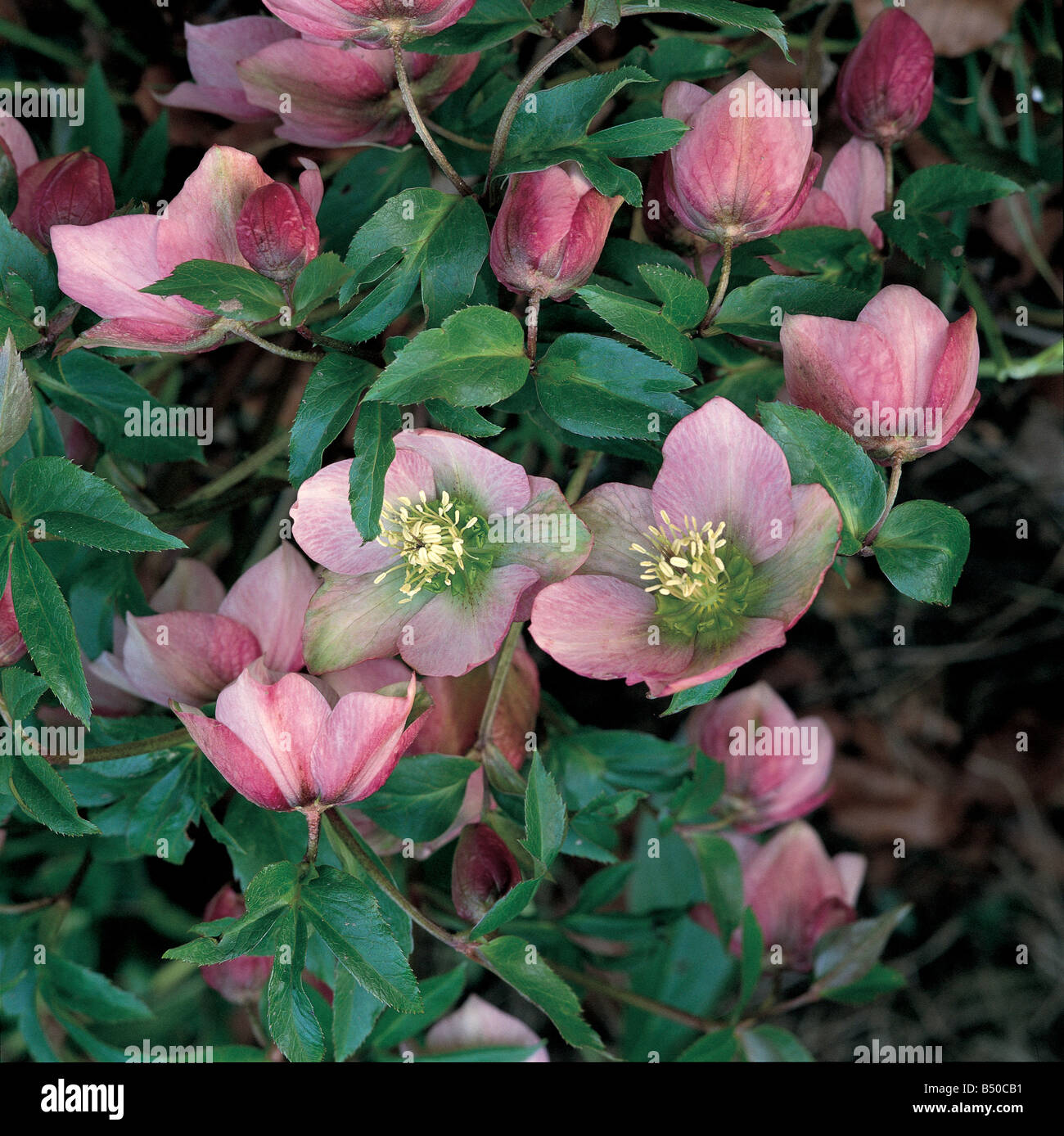 Spring border hellebores hi-res stock photography and images - Alamy