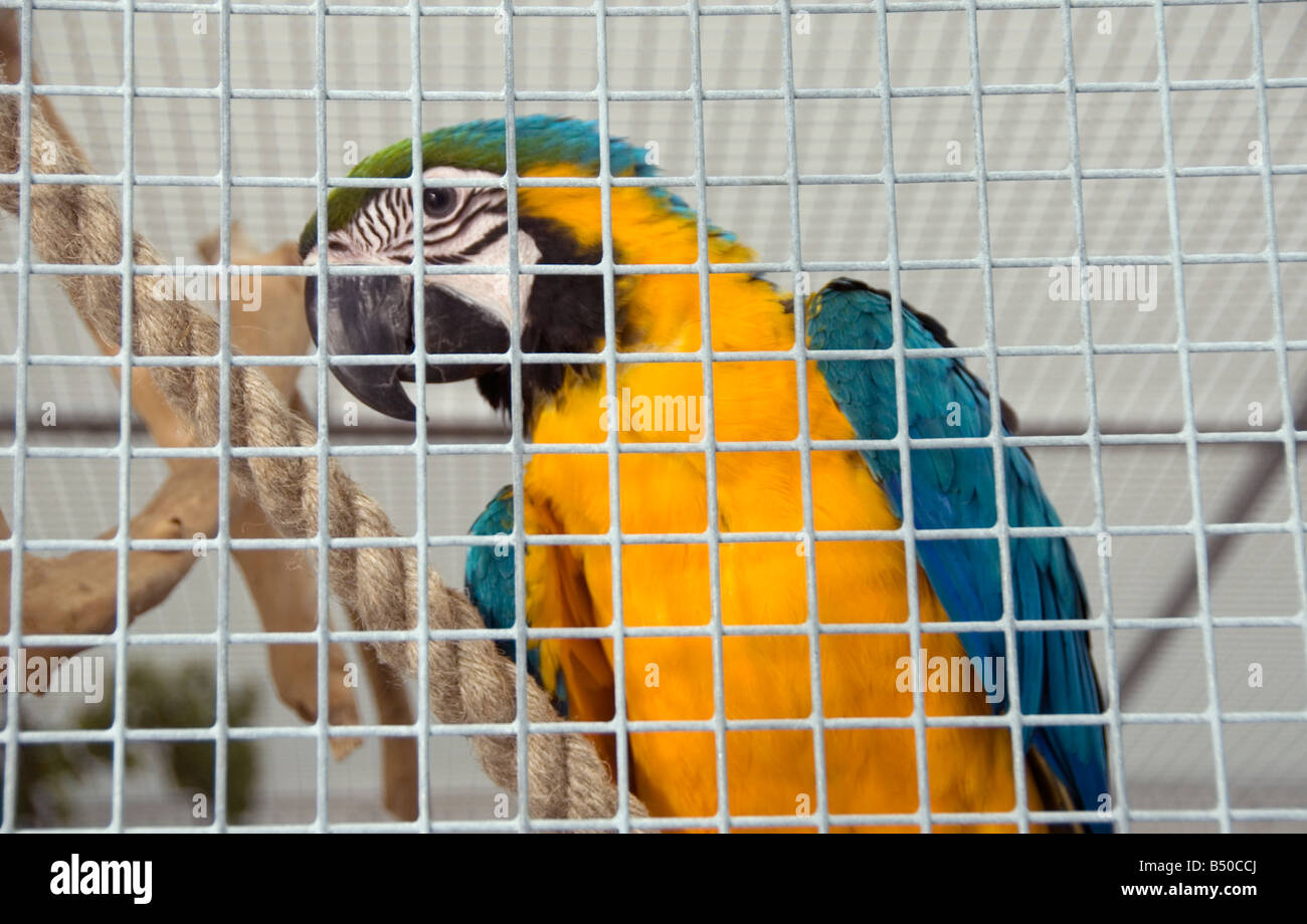 Bird cage art hi-res stock photography and images - Alamy