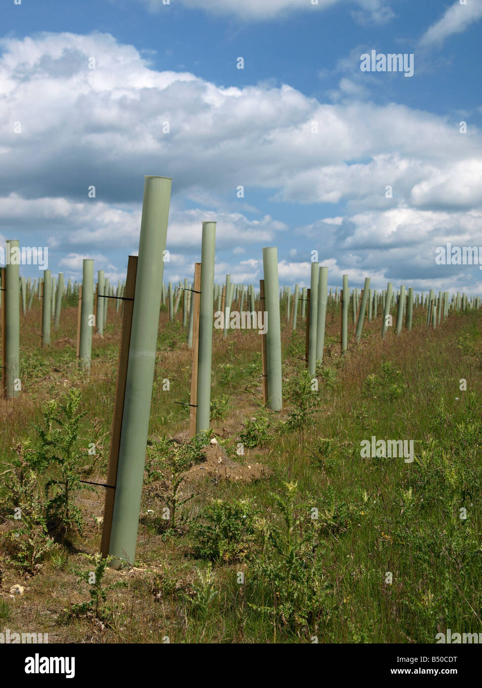 sapling saplings tree trees young Stock Photo - Alamy