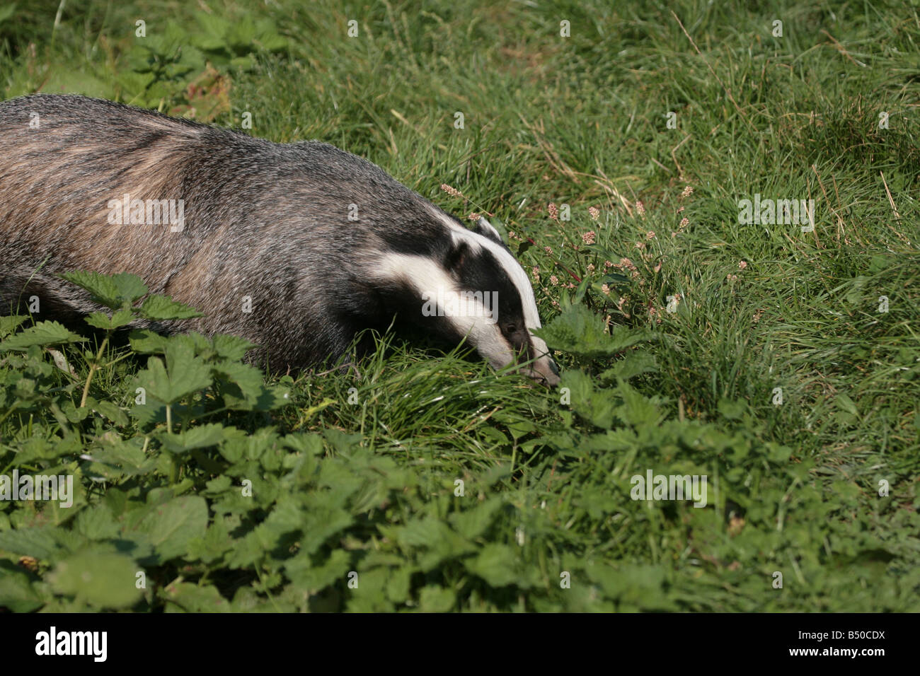Eurasian badger Meles meles Stock Photo - Alamy