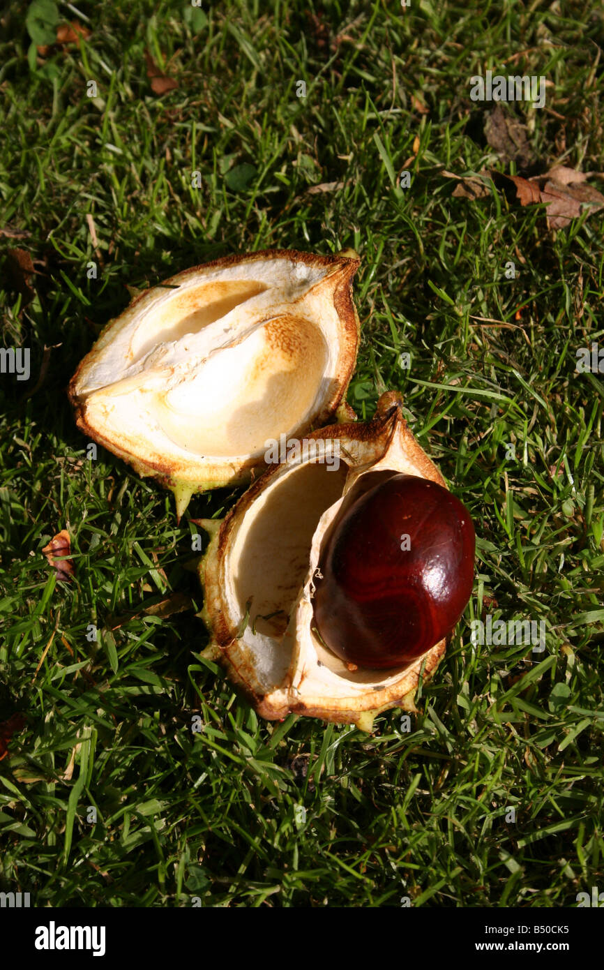 THE SEED OF THE HORSE CHESTNUT TREE. AESCULUS HIPPOCASTANUM. CONKER ...