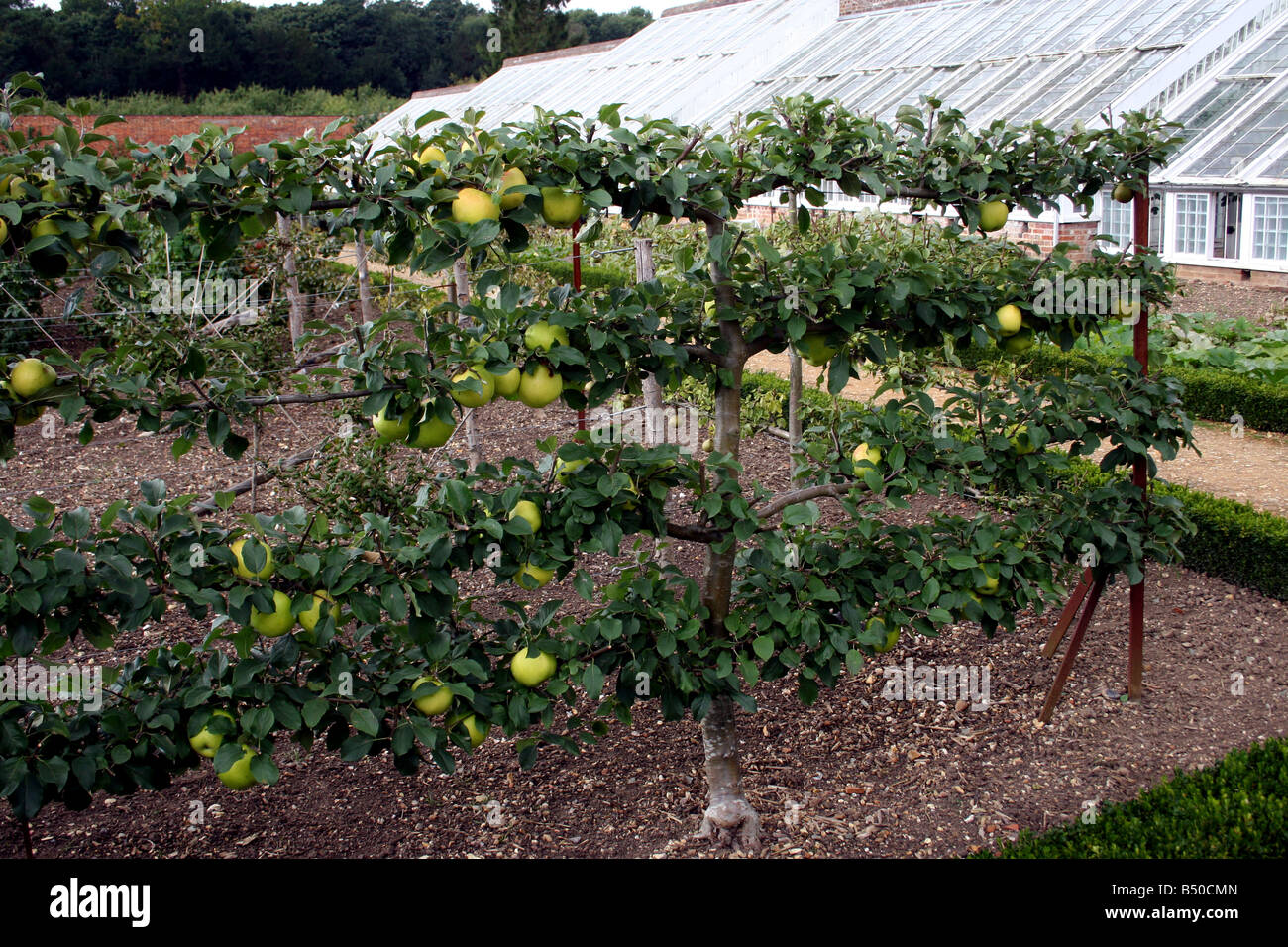 OLD ENGLISH COOKING APPLE GOLDEN NOBLE GROWN AS AN ESPALIER. ORIGINATES ...