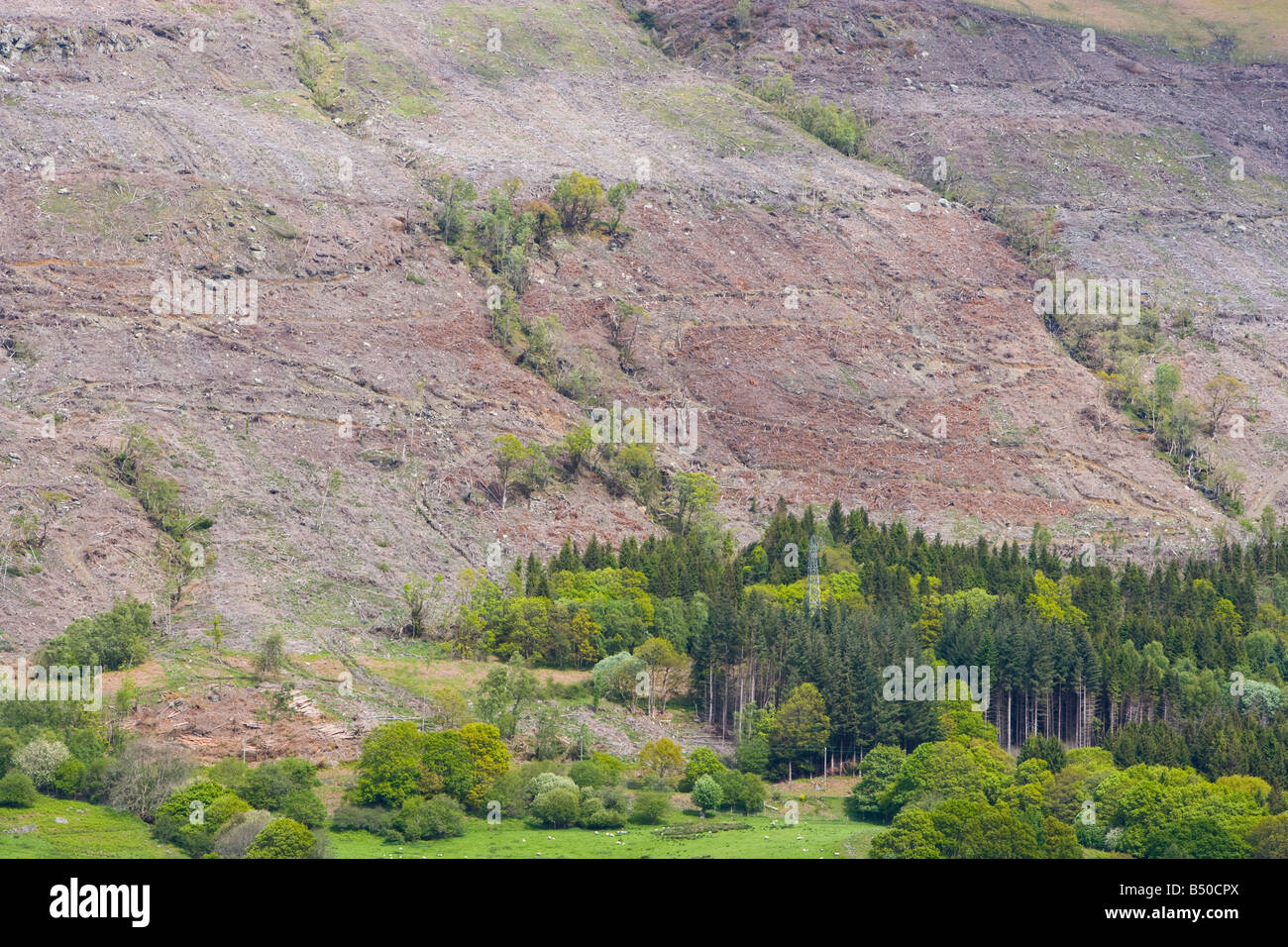 Scottish conifer plantation after being felled Stock Photo - Alamy