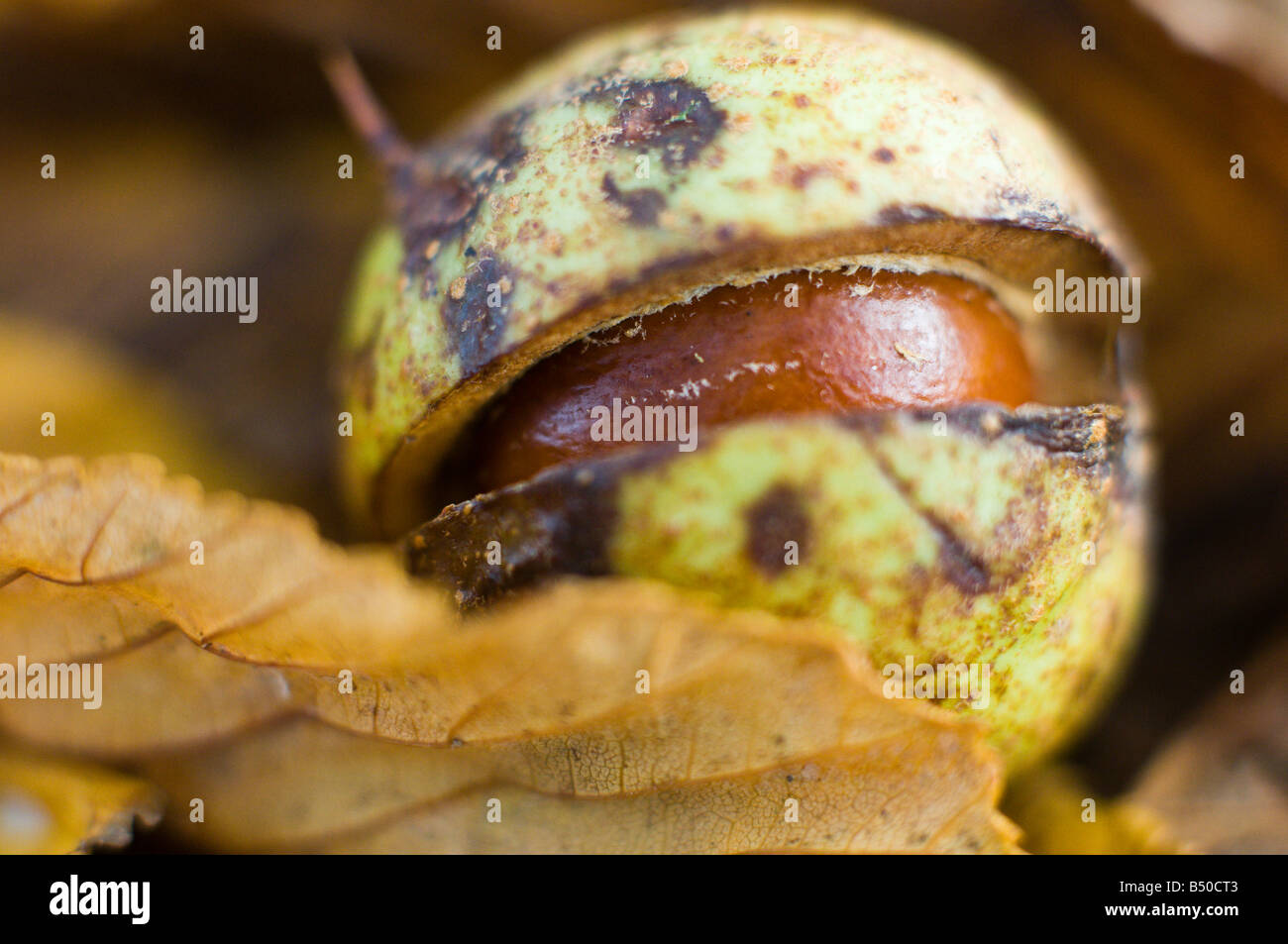 Seed conker horse chestnut hi-res stock photography and images - Alamy