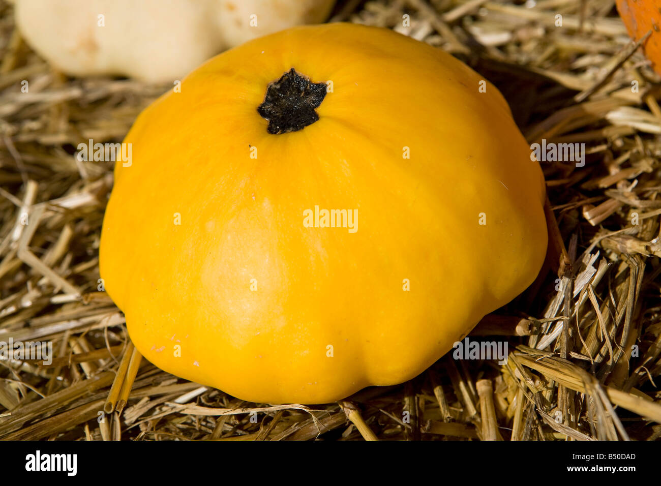 Single squash vegetable hi-res stock photography and images - Alamy