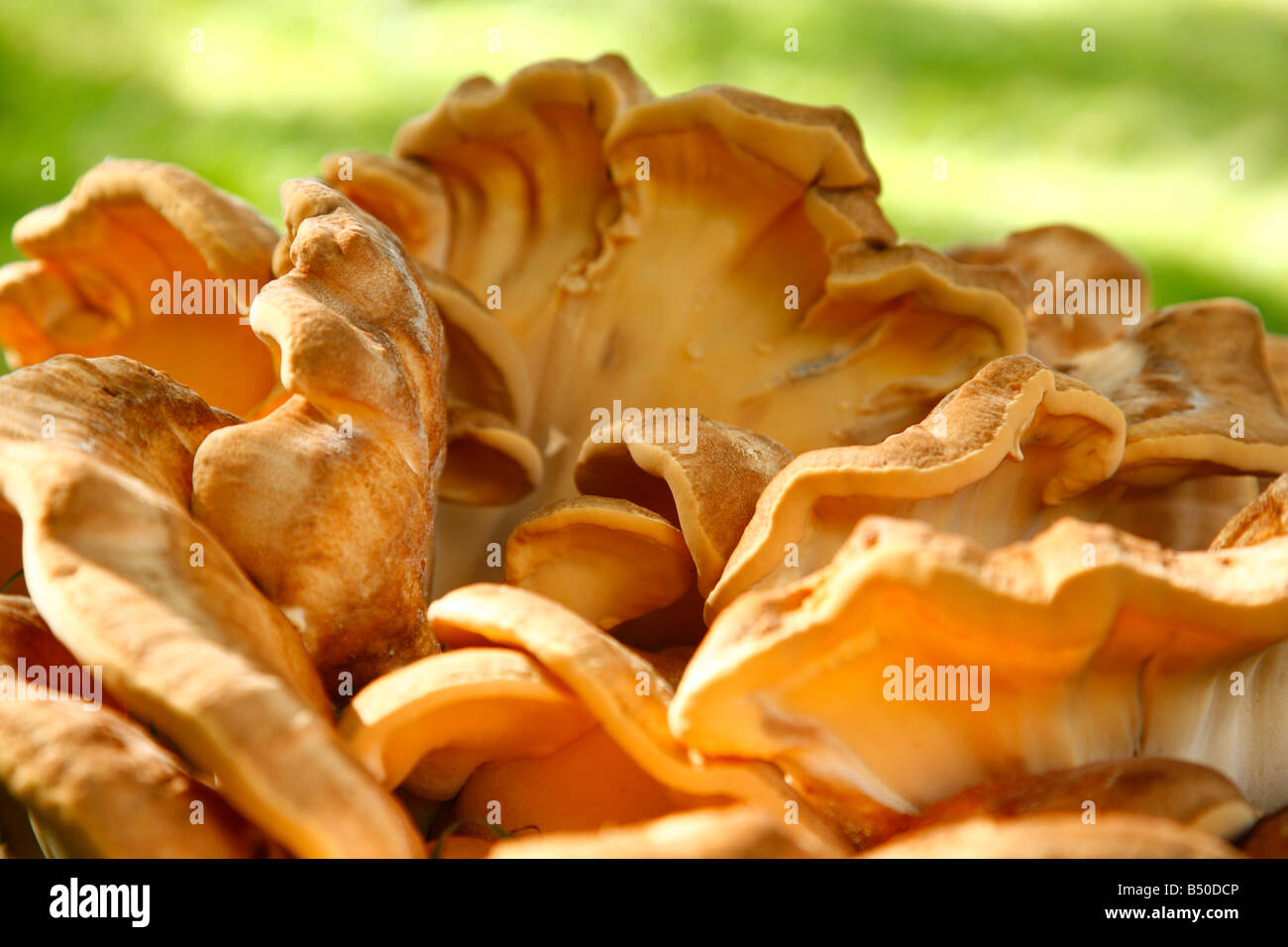 Tree base fungus hi-res stock photography and images - Alamy