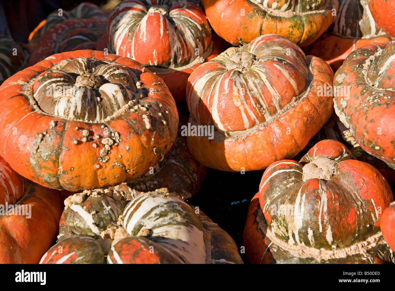 Cultivar of cucurbita maxima hi-res stock photography and images - Alamy