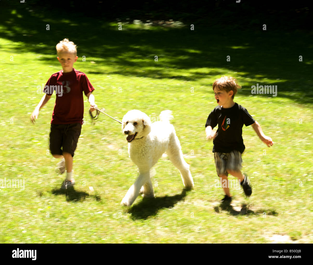 Standard poodle runs with boys 7 and 5 years old Stock Photo - Alamy