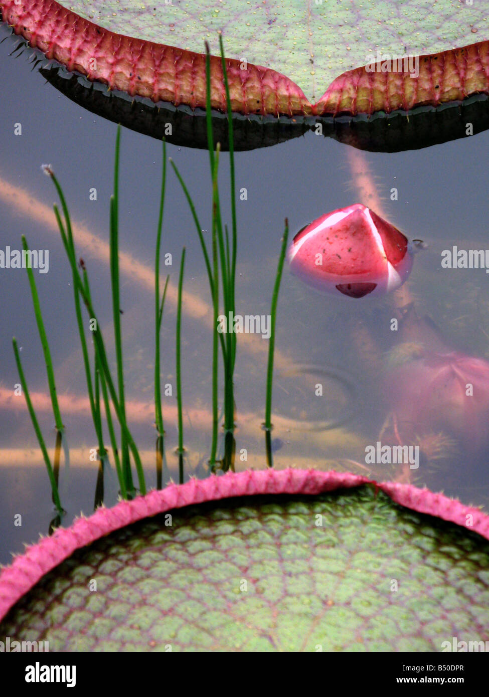 Exotic water plants Stock Photo - Alamy