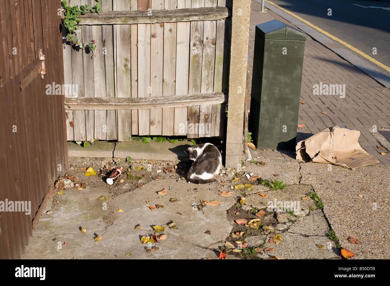 Lone Cat High Resolution Stock Photography and Images - Alamy