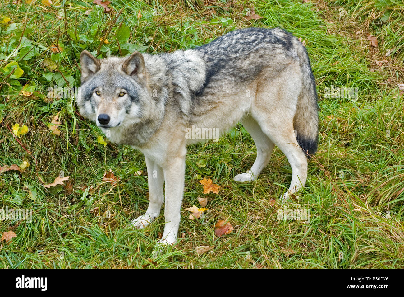 A watching Timber Wolf in Autumn Stock Photo - Alamy