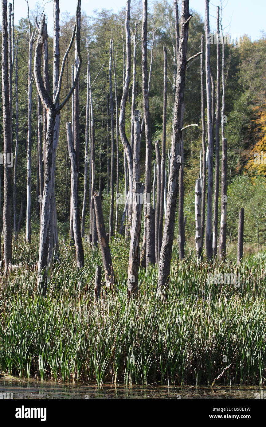 Dead trees in the water Stock Photo - Alamy