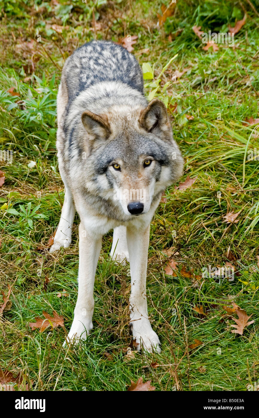 A watching Timber Wolf in Autumn Stock Photo - Alamy
