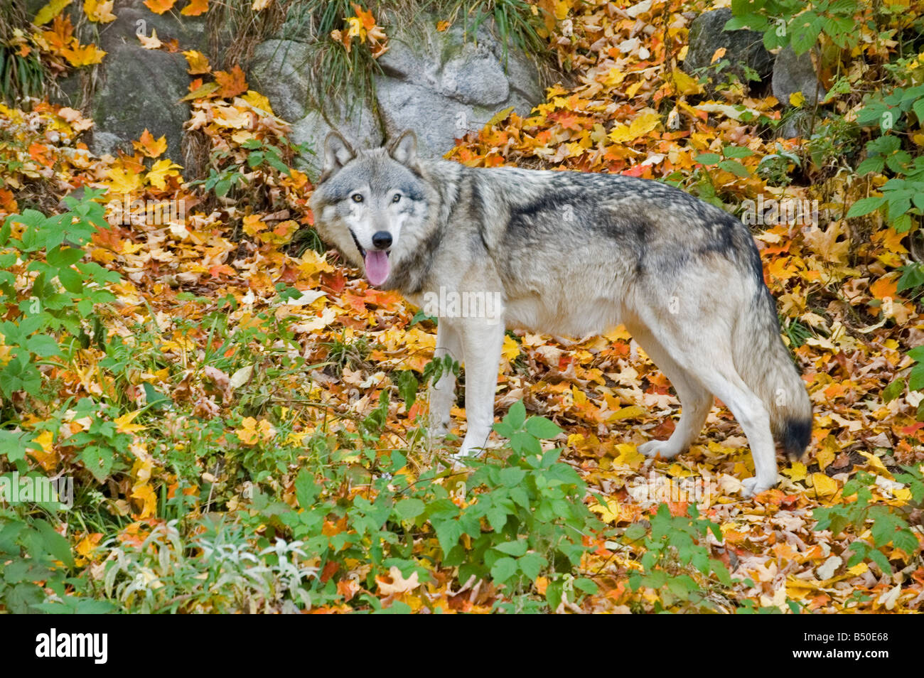 A standing Timber Wolf in Autumn Stock Photo - Alamy