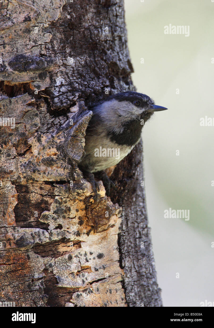 Mountain Chickadee Poecile gambeli coming out of nest hole in tree in ...