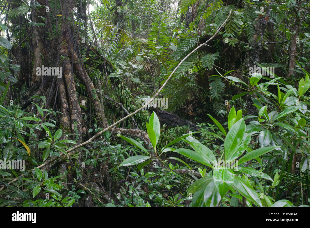 Rainforest in Similajau National Park nr Bintulu Sarawak Malaysia Stock ...