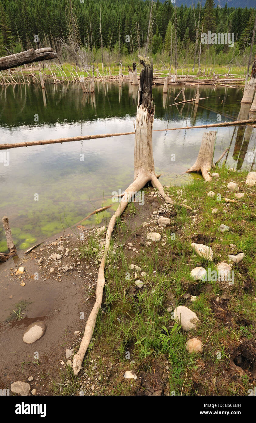 Swamp, Windmere, British Columbia, Canada Stock Photo - Alamy