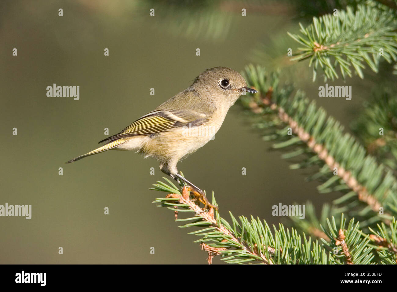 Ruby-crowned Kinglet Regulus calendula Riding Mountain National Park ...